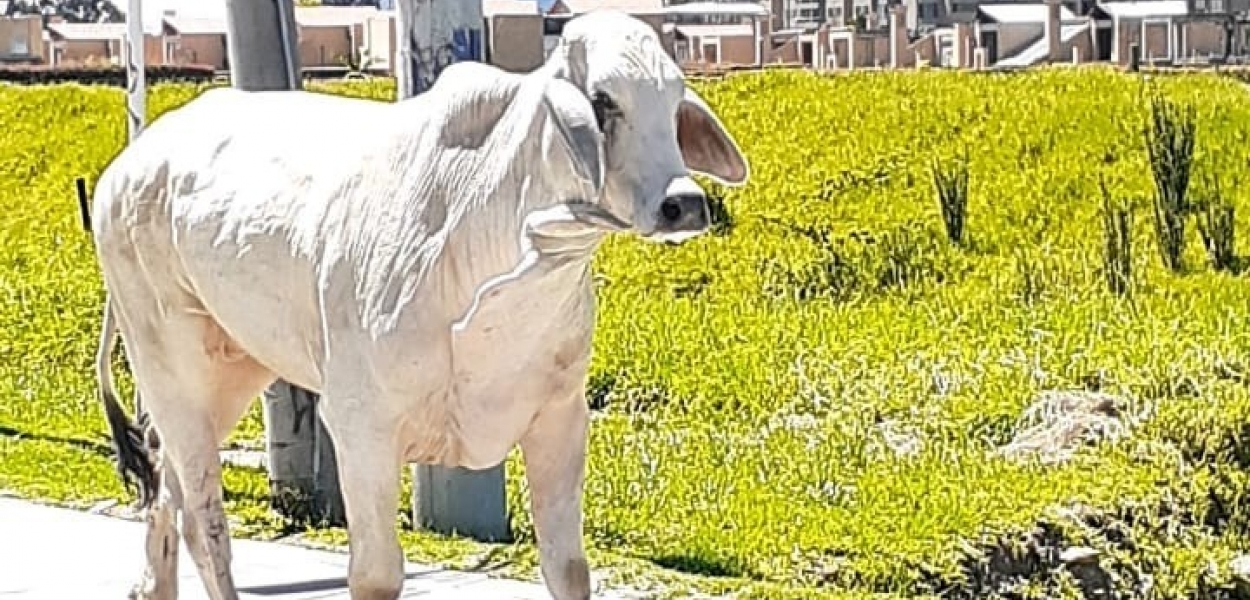 Concesión Vial Accenorte | Protección a Semovientes y Usuarios de la Vía